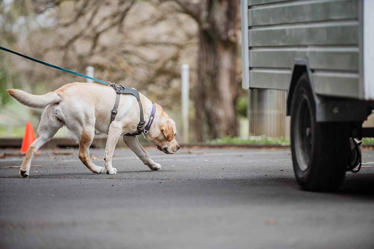 How to Set Up and Train Crack Hides | K9 Scentwork NZ