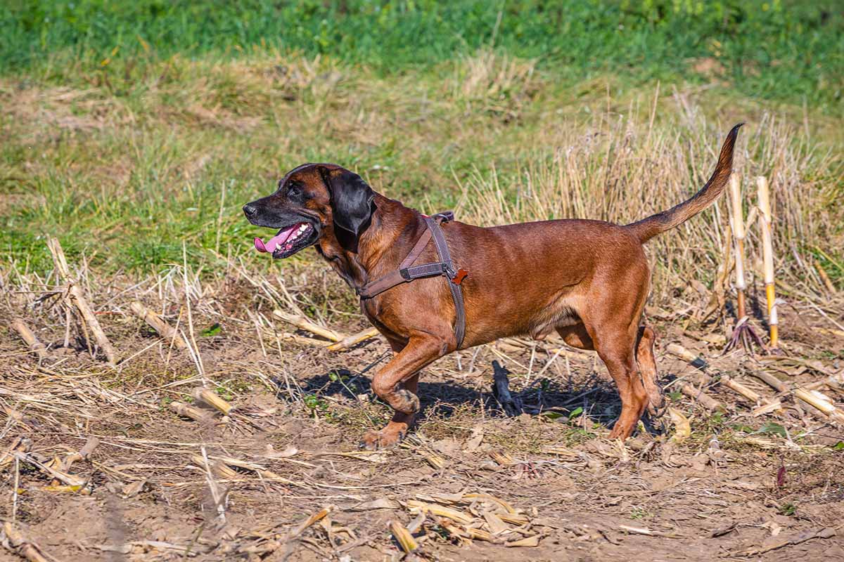 All About Threshold Hides | K9 Scentwork NZ